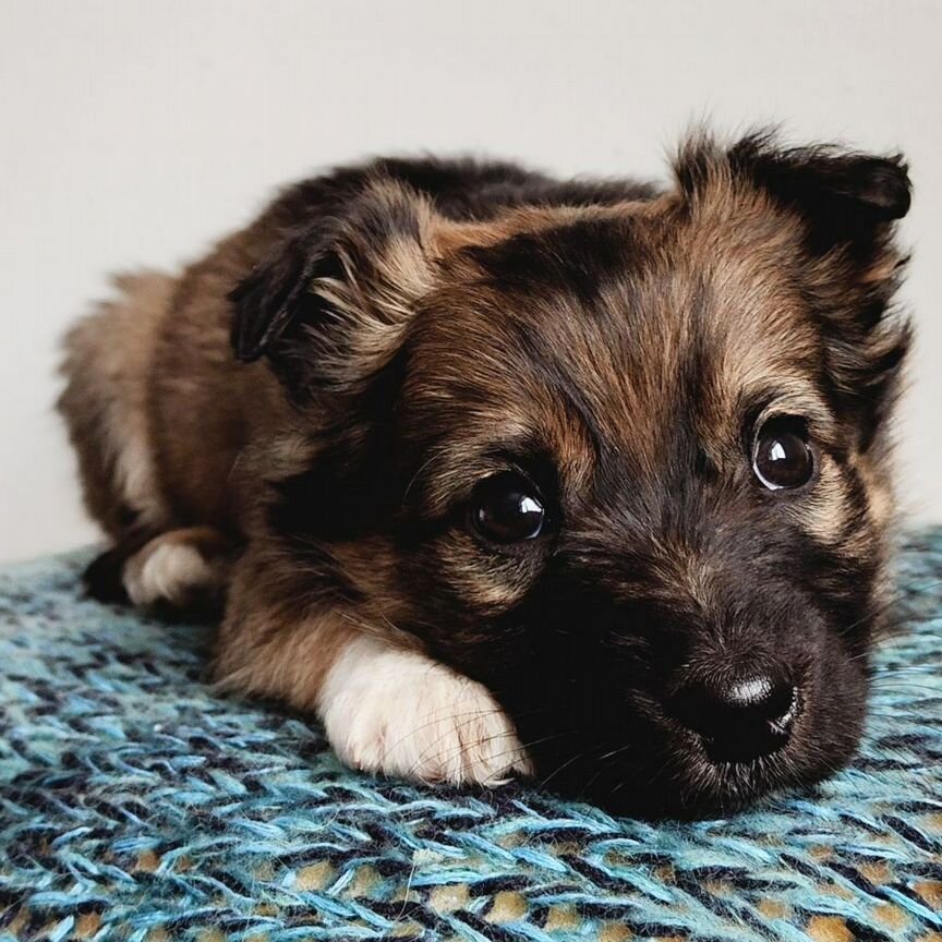 Щенок в добрые руки