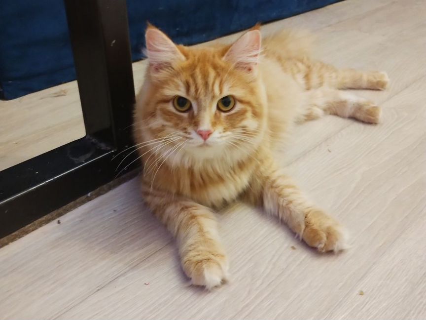Ловчая кошка,бесплатно