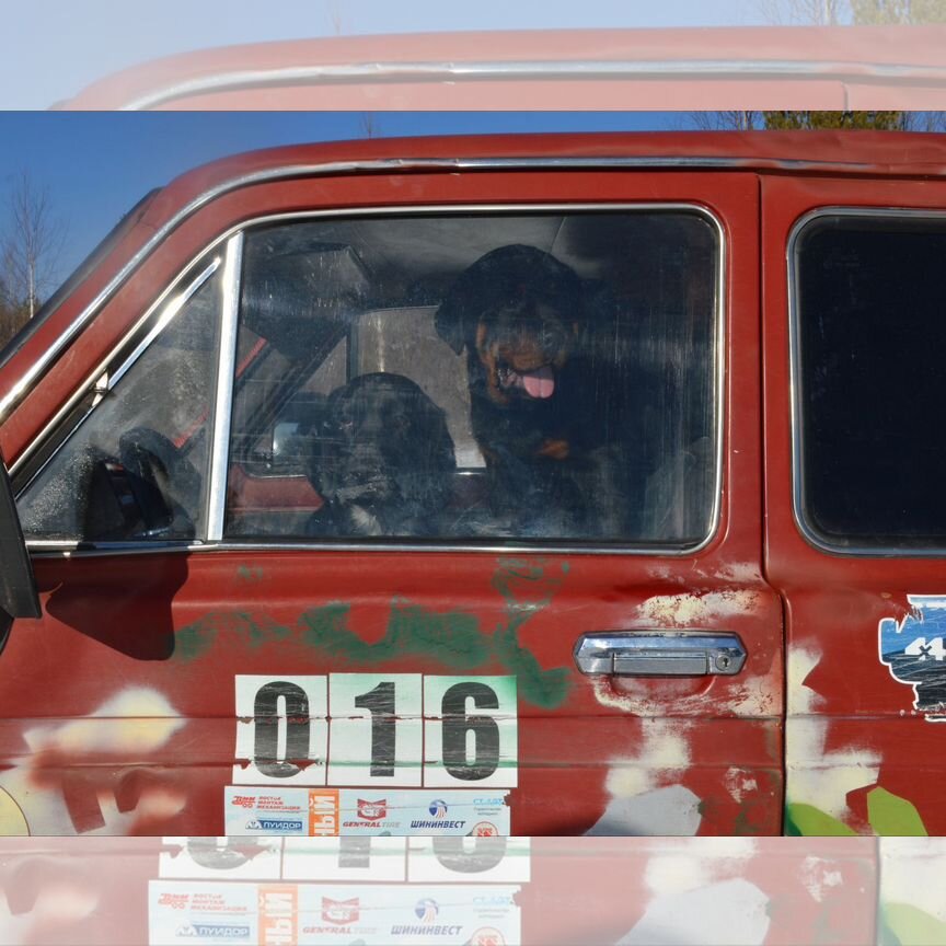 Ротвейлер, щенок