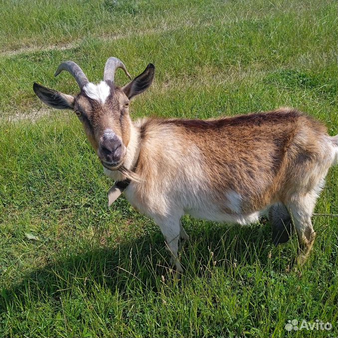 Коза дойная молочная