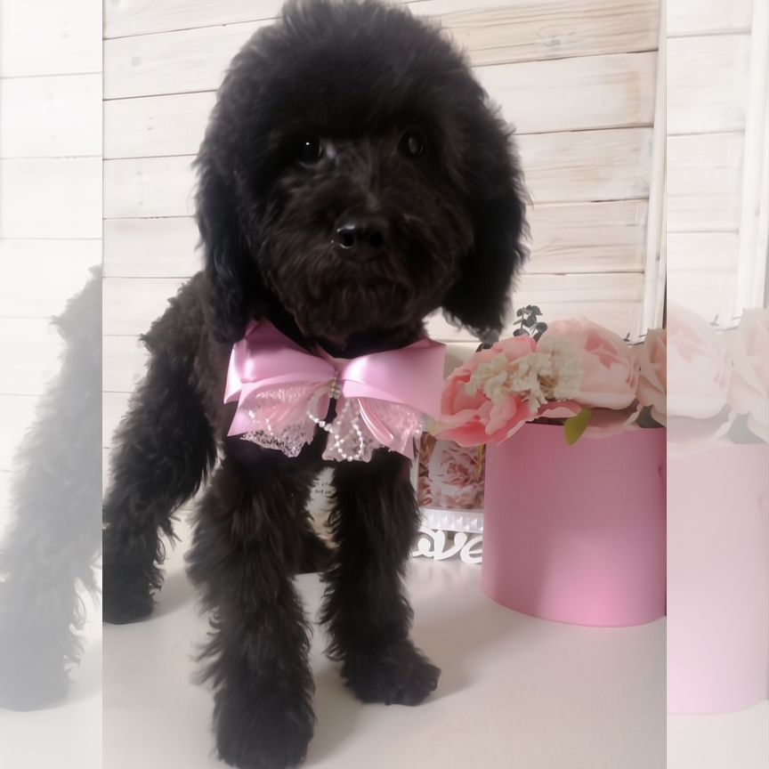 Пудель, щенок