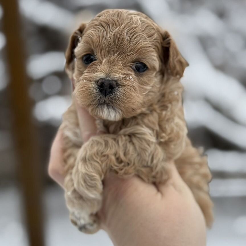 Мальтипу, щенок