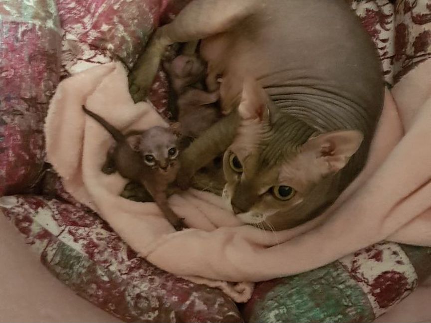 Донской сфинкс котята