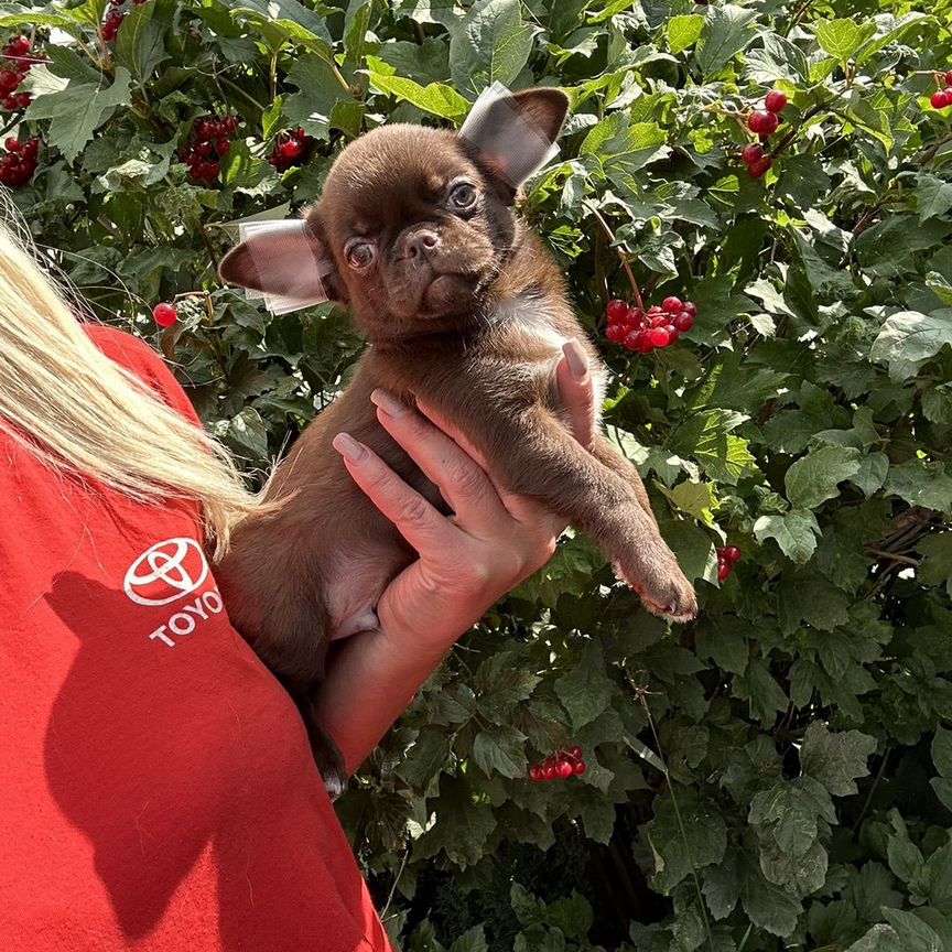 Шоколадный умочка