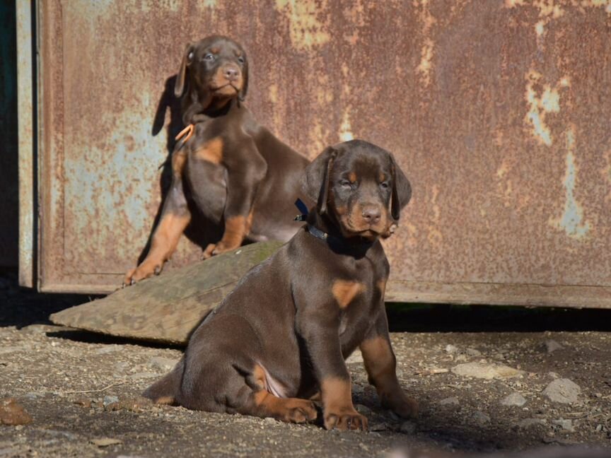 Щенки добермана