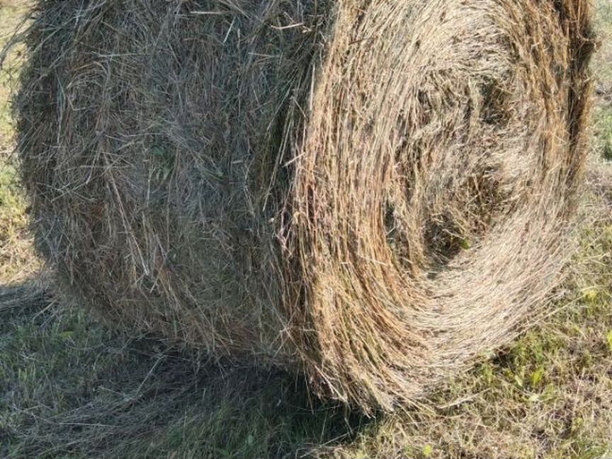 Сено в рулонах
