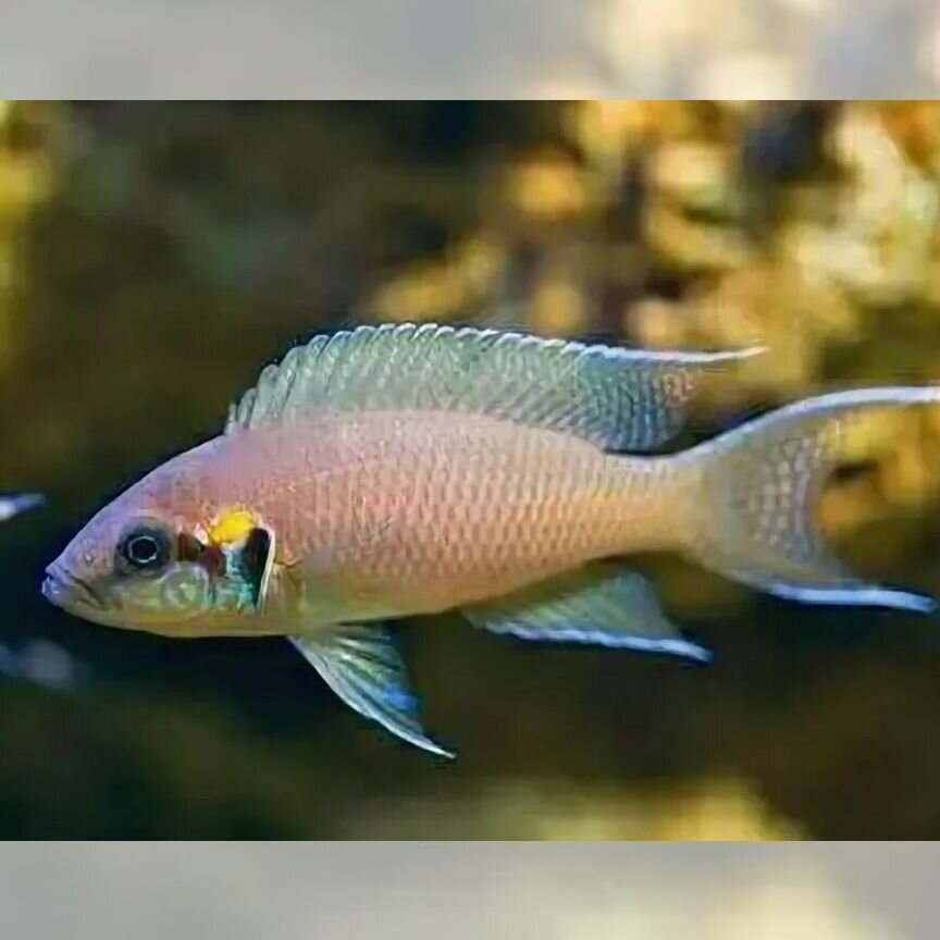 Принцесса бурунди