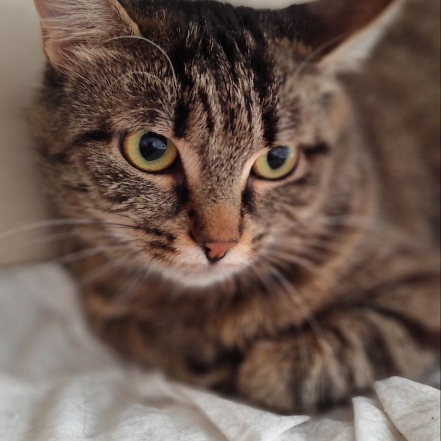 Кошка