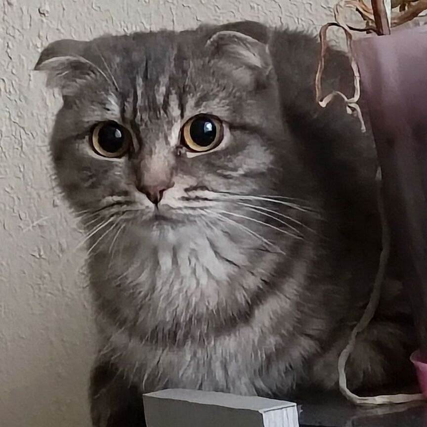 Шотландская вислоухая короткошёрстная, взрослая кошка