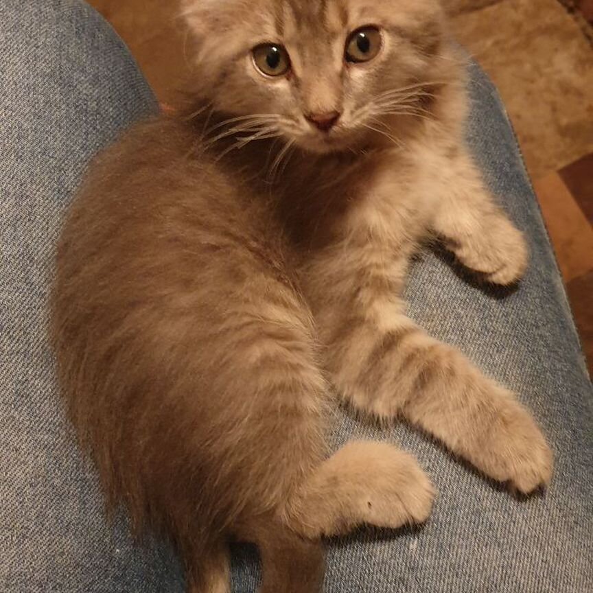 Безпородная