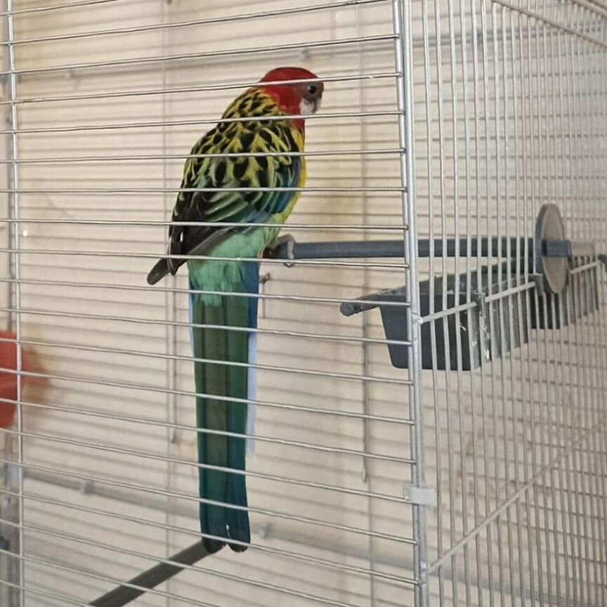 Попугай розелла