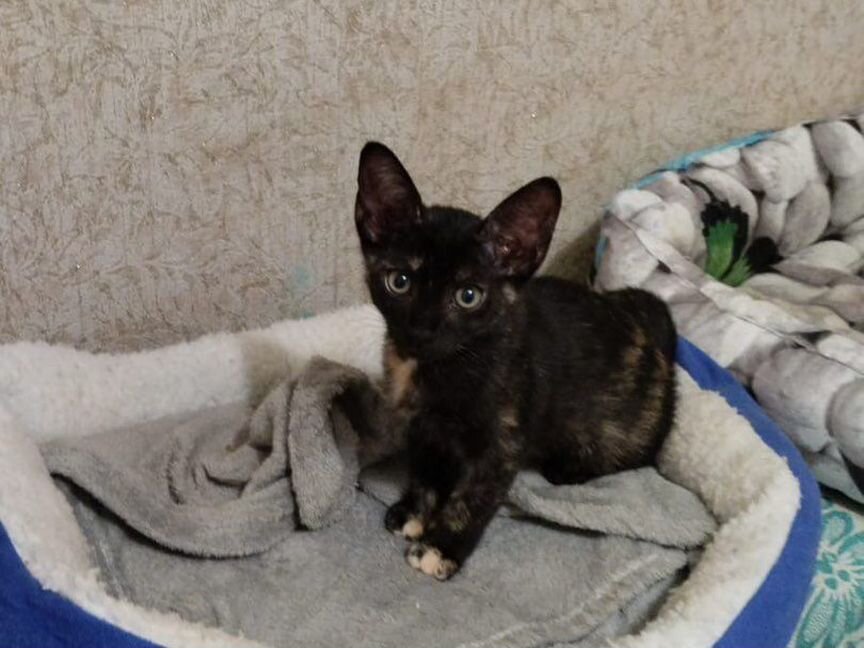 Котенок браш сфинкса, бесплатно
