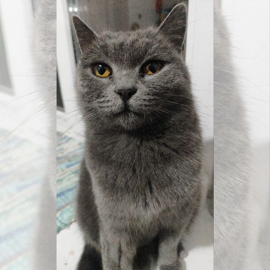 Британский короткошёрстный котёнок