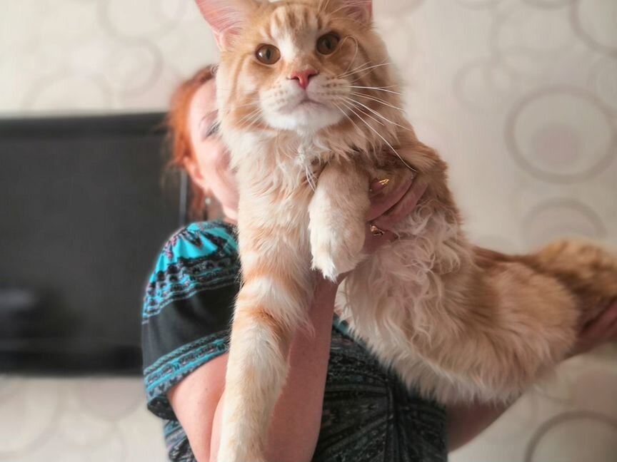 Котята мейн-кун