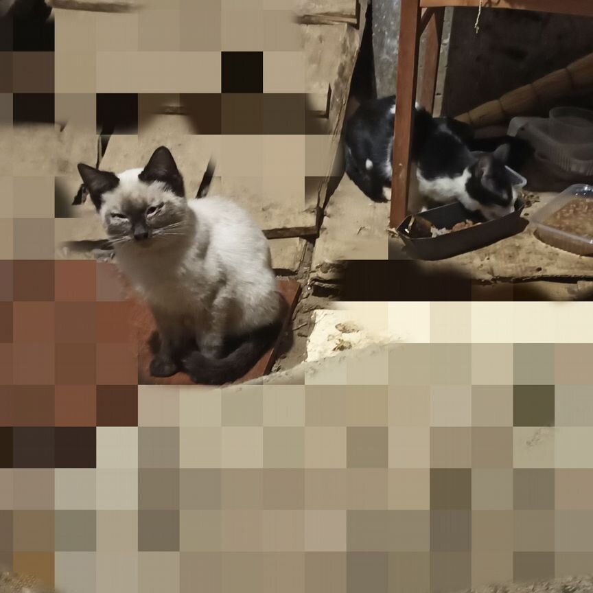 Отдам в добрые руки милых котят