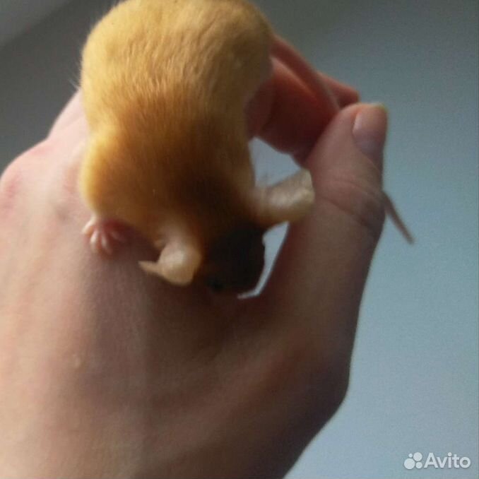 Декоративные мышки