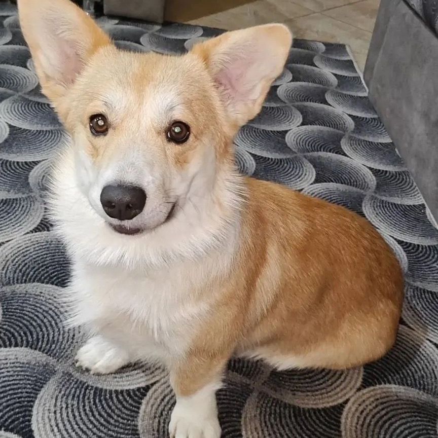 Вельш Корги Пемброк, взрослый пёс