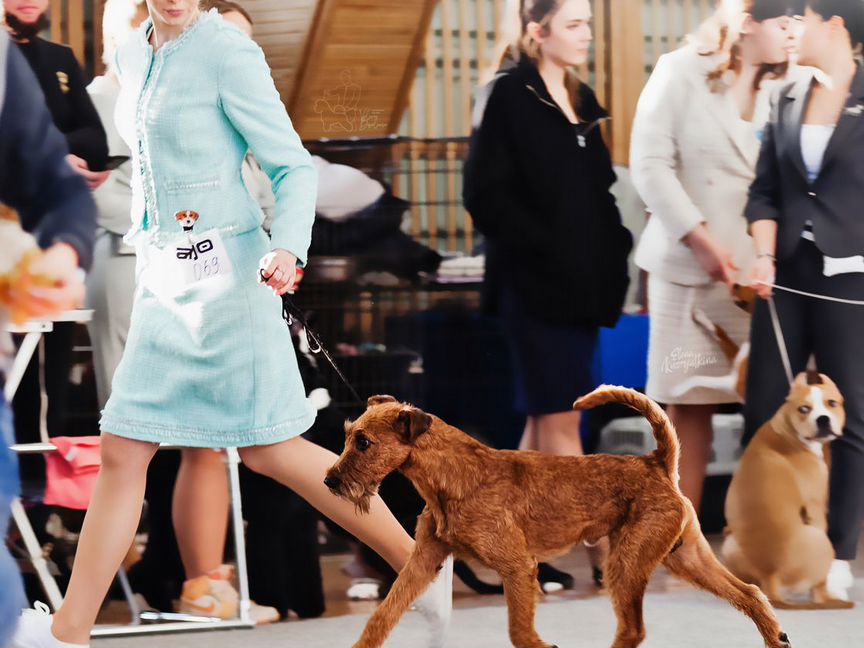 Ирландский терьер на вязку