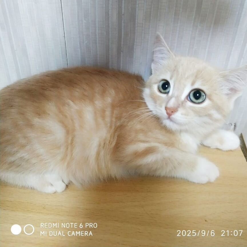Рыжий котёнок (девочка)