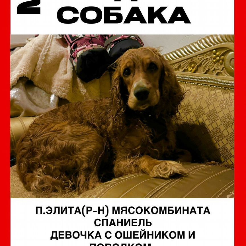Найдена собака