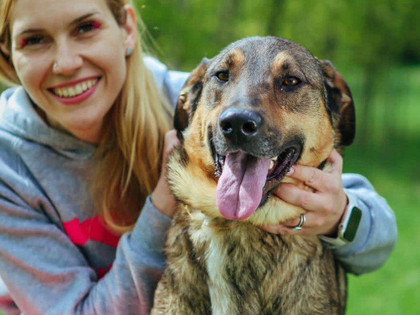 Собака Август из приюта Некрасовка ищет дома