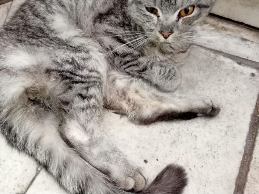 Котик упал с крыши