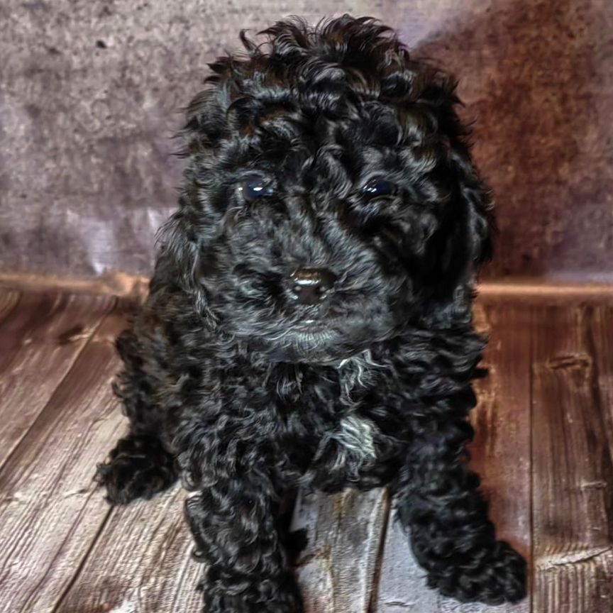 Пудель, щенок