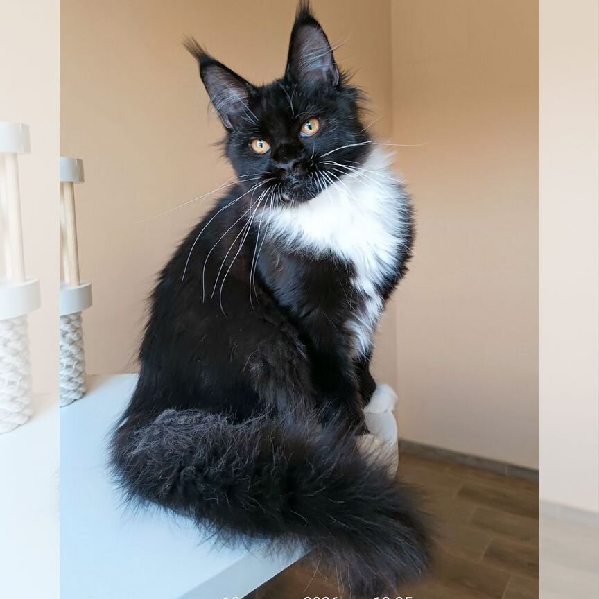 Мейн-кун котёнок