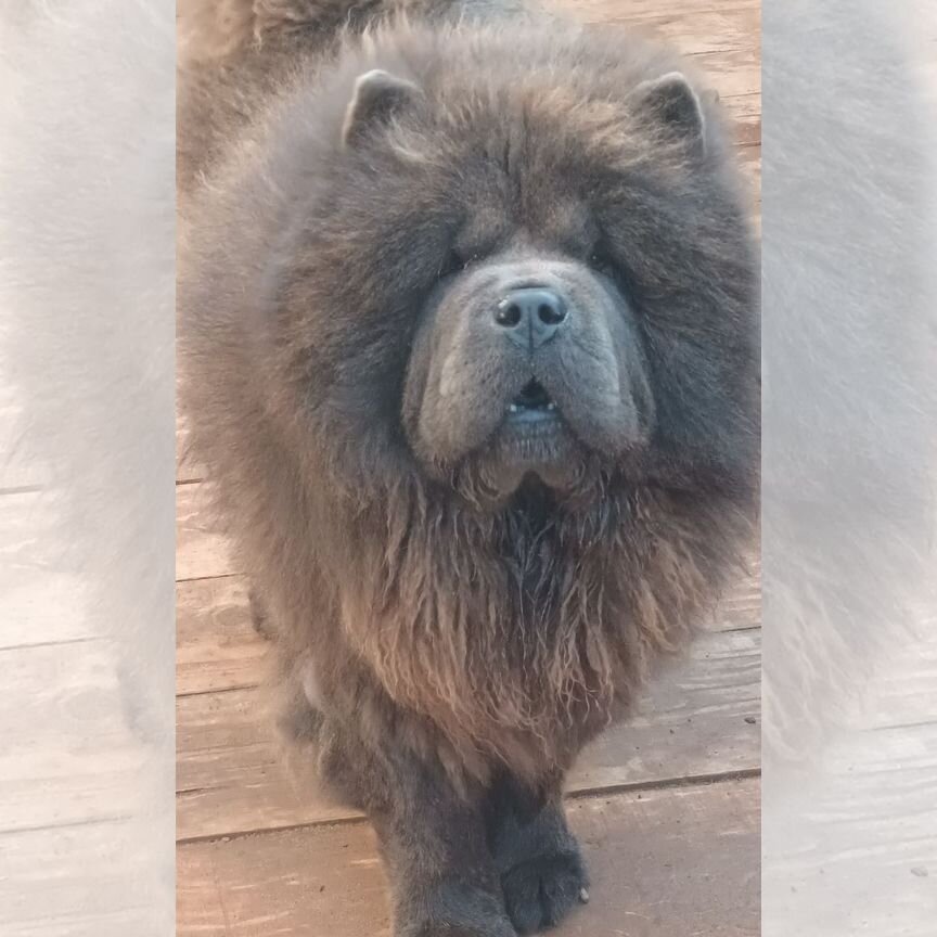 Кобель Чау-чау вязка
