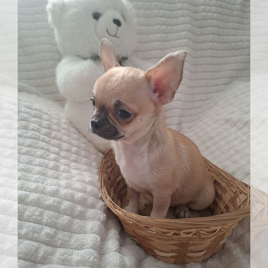 Щенки чихуахуа