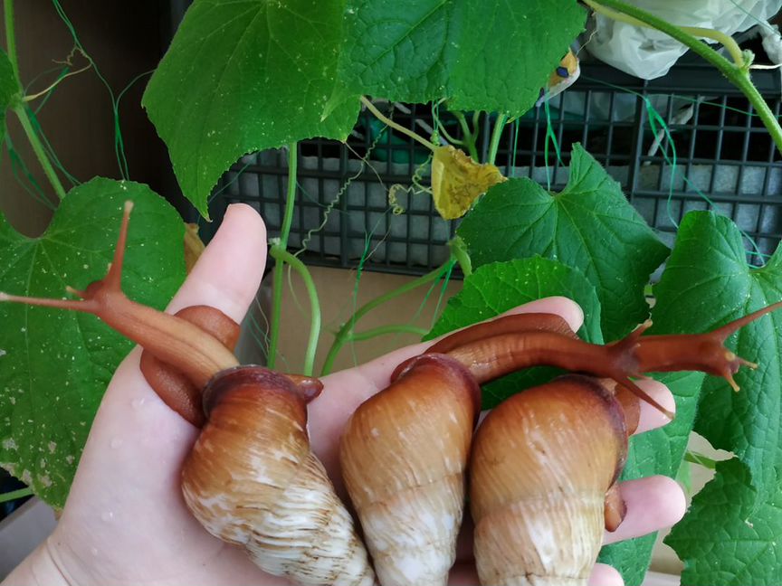 Древесные улитки Псевдоахатина Леайана