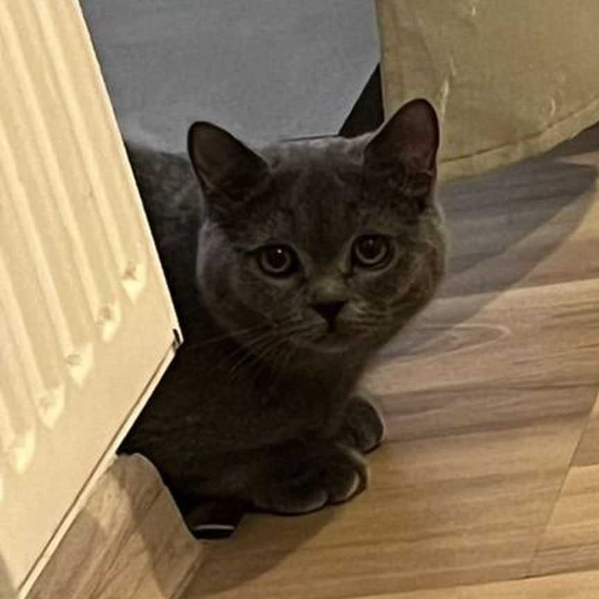 Кошки