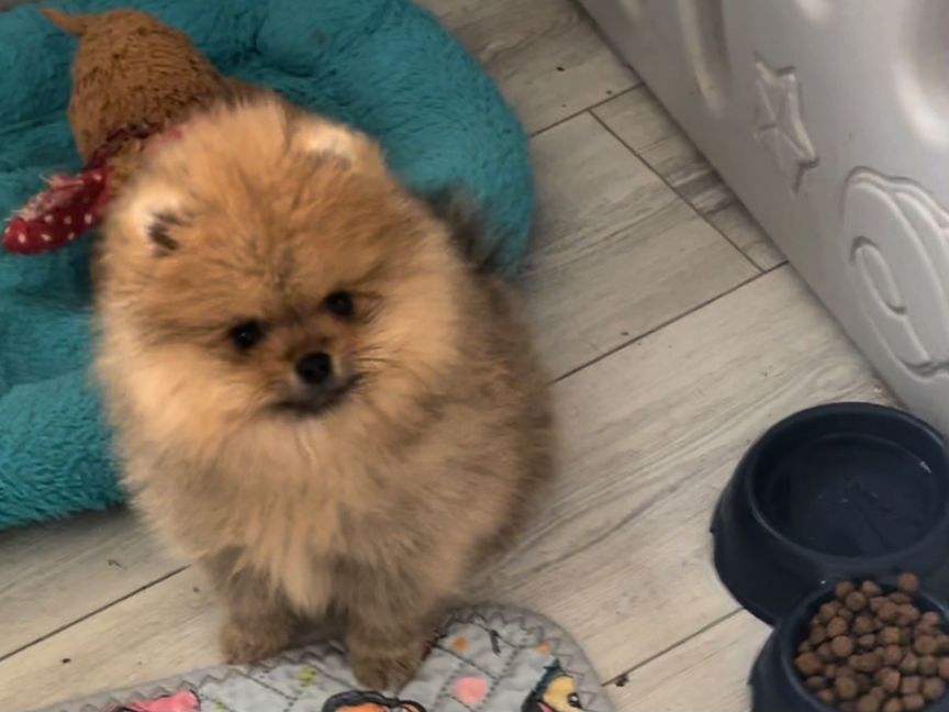 Померанский шпиц щенок мальчик