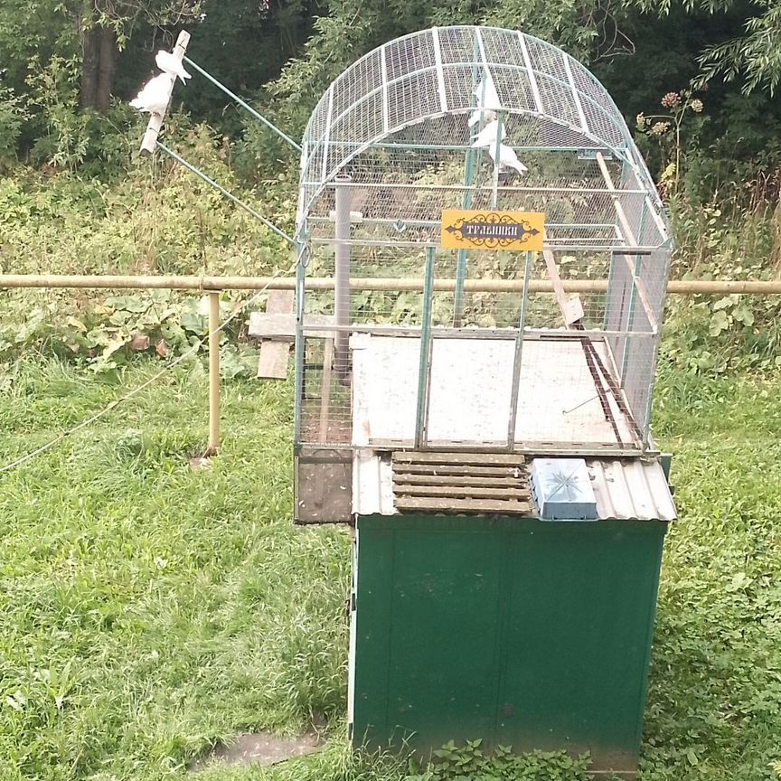 Продам голубятню