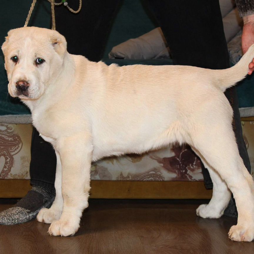 Девочка сао