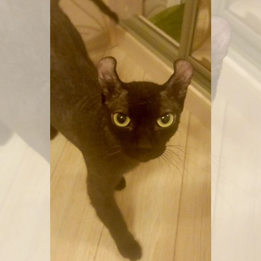 Канадский сфинкс котёнок