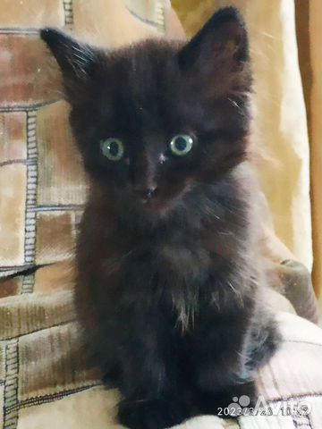Черный котенок в добрые руки