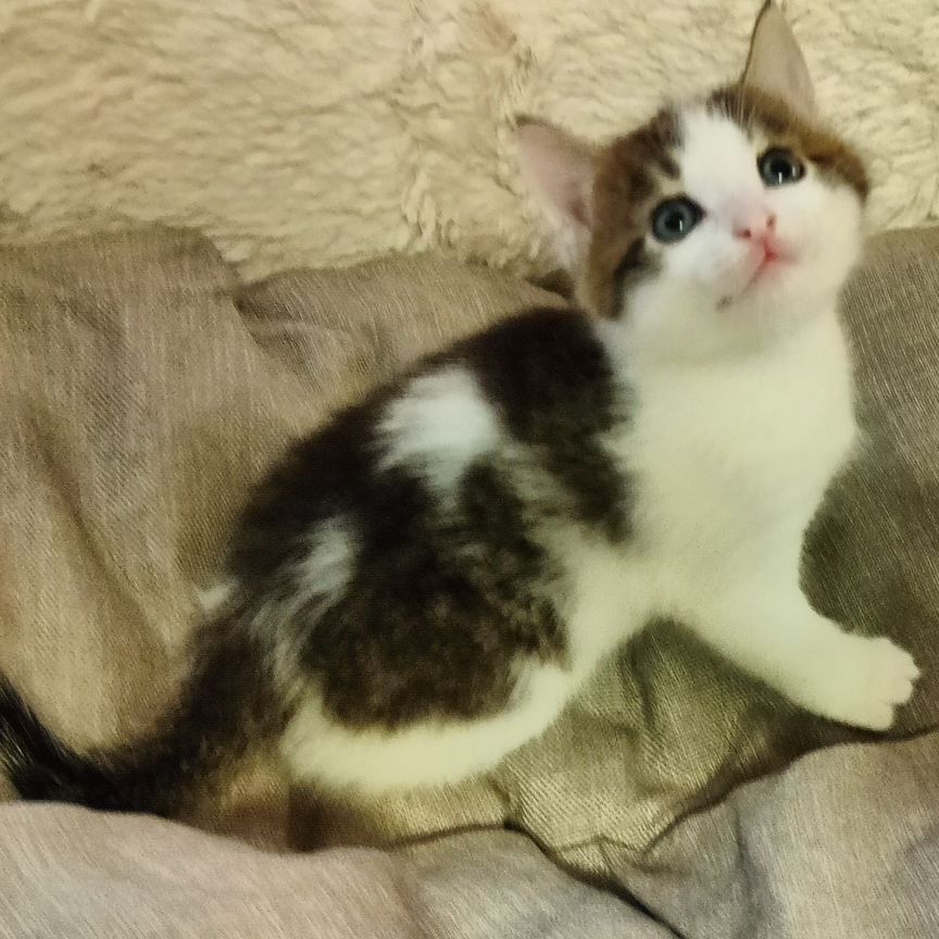 Котенок мальчик, кот
