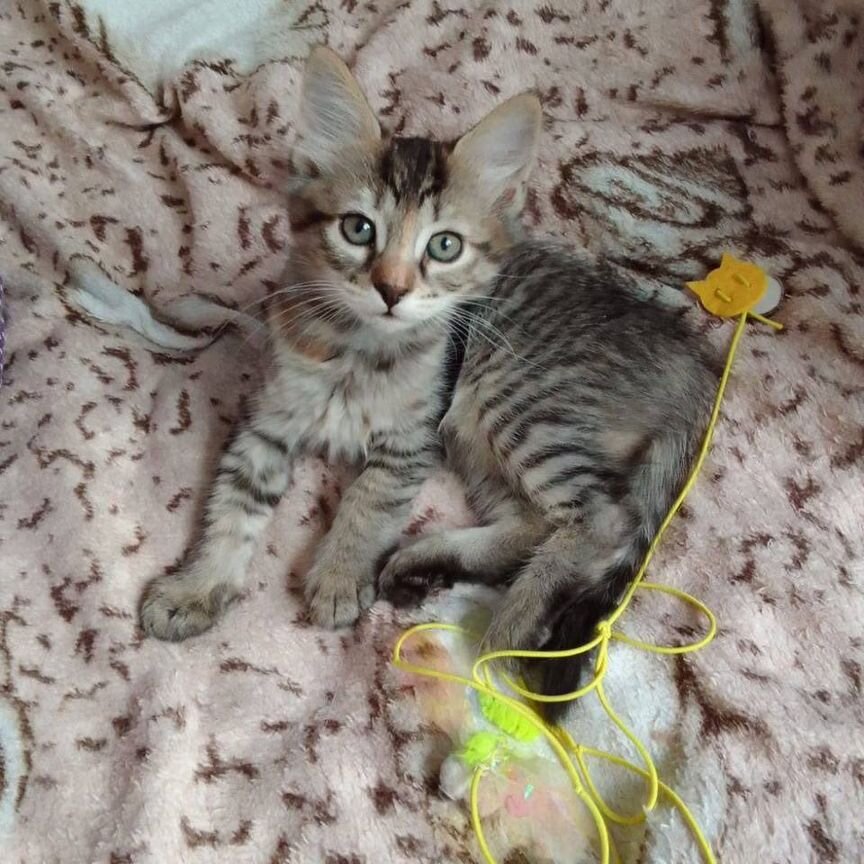 Маленький котенок пупсенок ищет дом в дар бесплатн