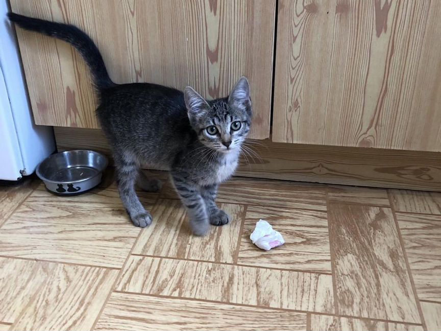 Котенок