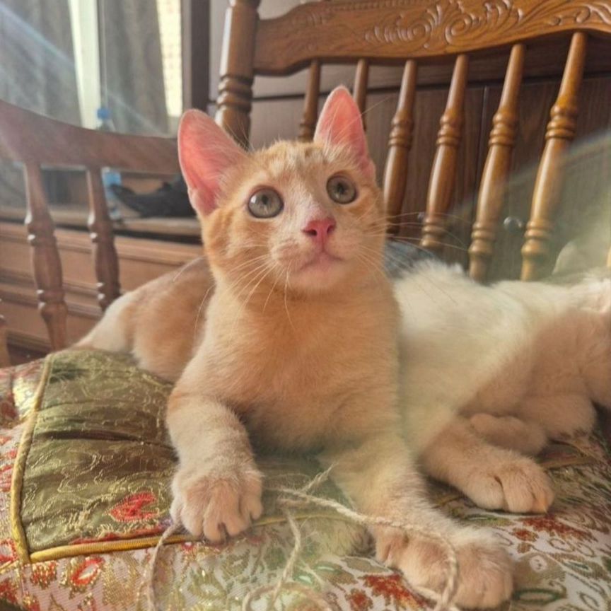 Котенок в дар бесплатно
