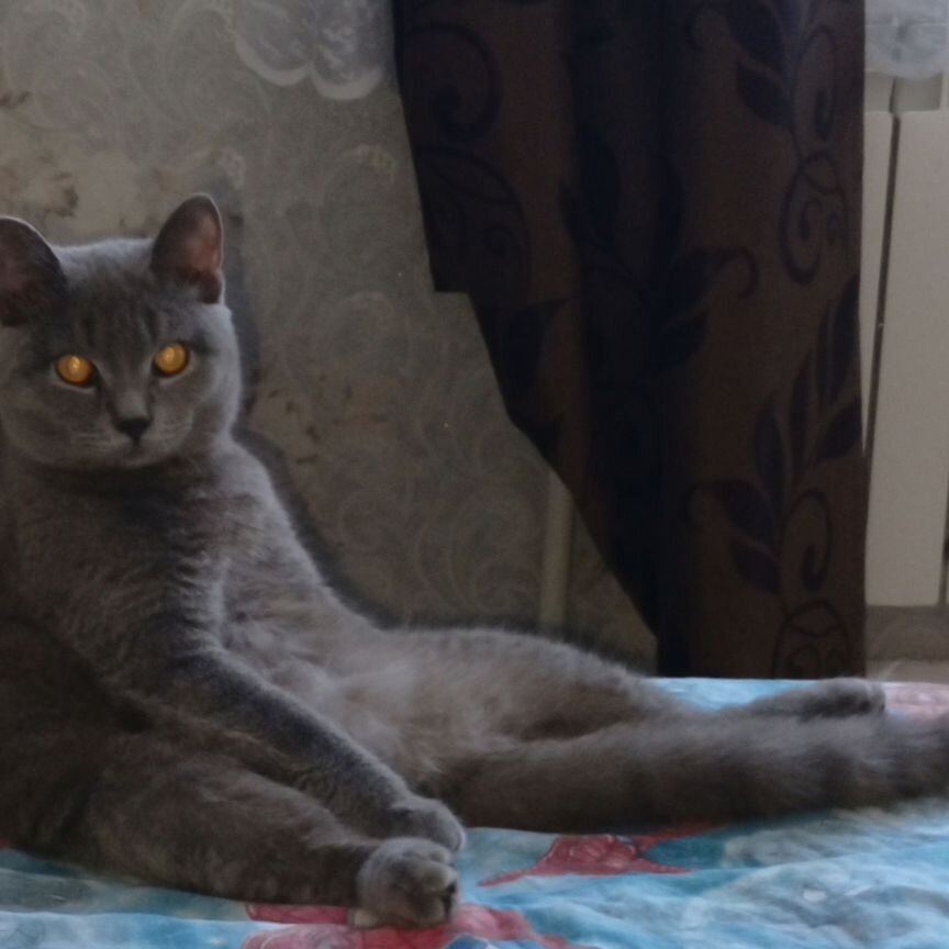 Шотландский прямоухий короткошёрстный котёнок