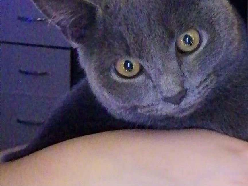 Отдам кошку в добрые руки