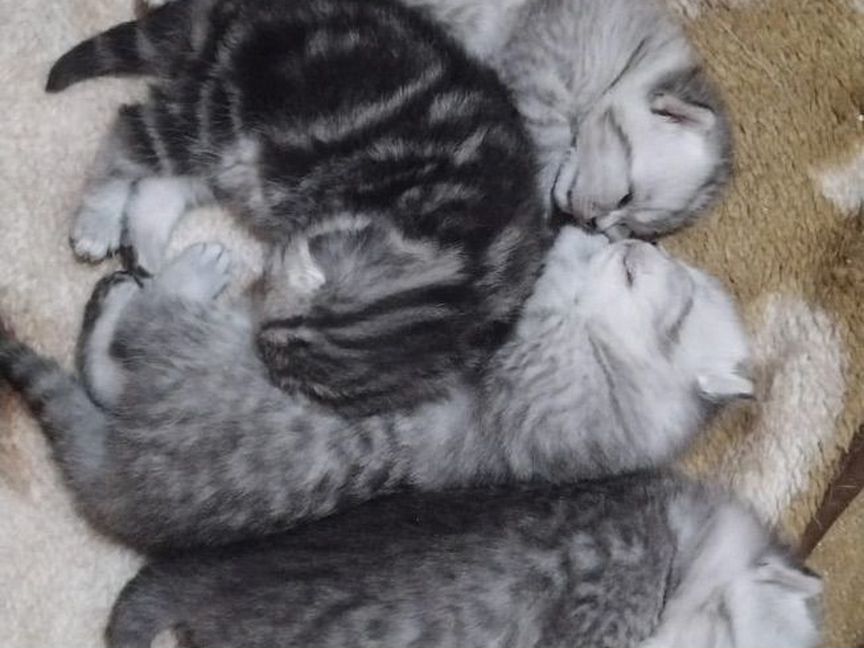 Шотландские котята