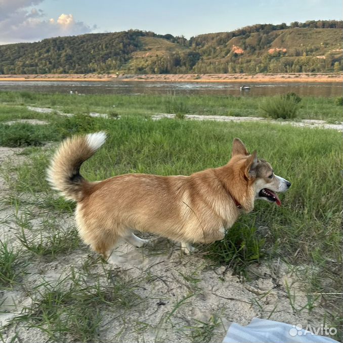 Собака корги пемброк вязка