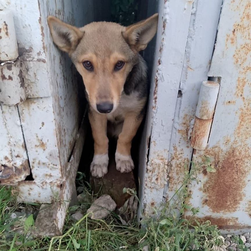 Щенок, коротколапый