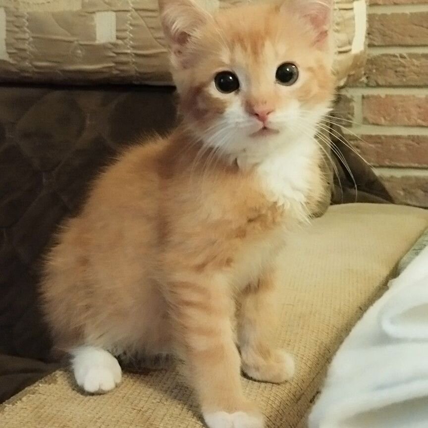 Котёнок 3,5 мес