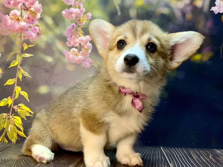 Девочка вельш корги пемброк