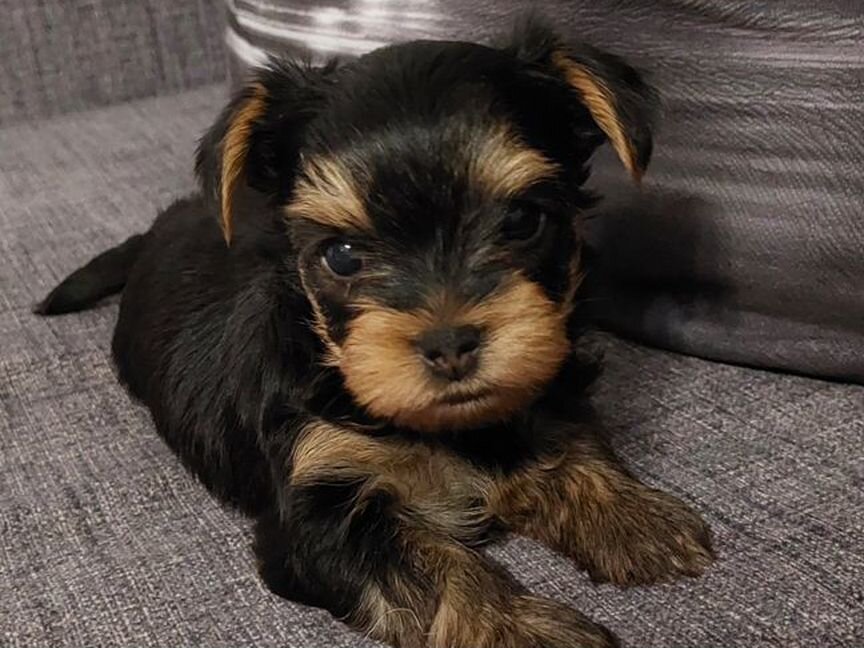 Йоркширский терьер щенки