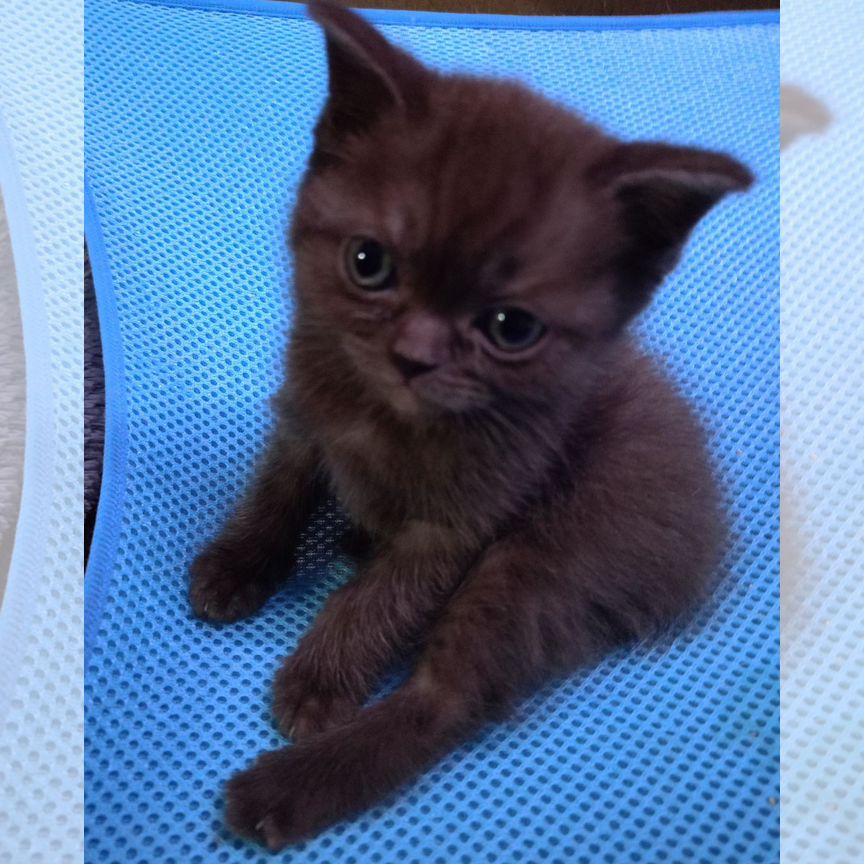 Шотландский вислоухий короткошёрстный котёнок